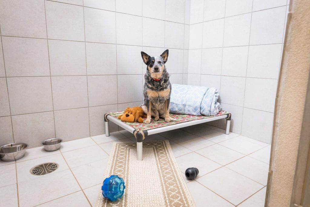 How To Find The Perfect Kennel To Board Your Pet - Clawington of Madison